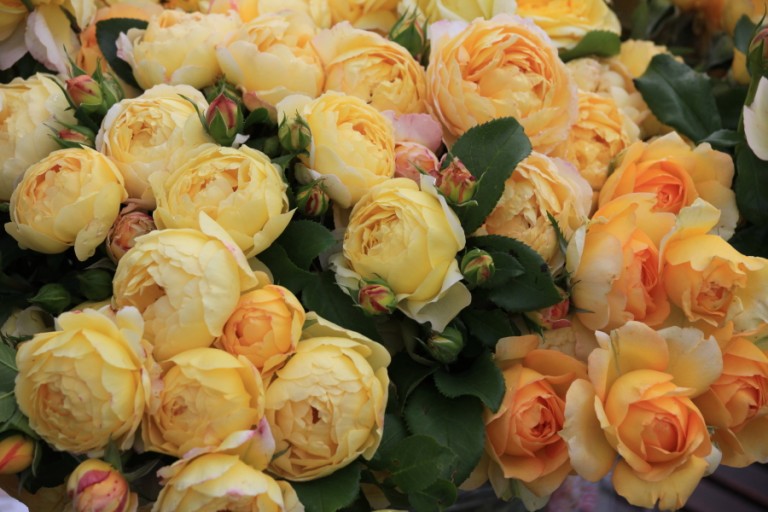 UNE NOUVELLE ROSE DELBARD EN VEDETTE A CHEVERNY | Georges Lévêque Jardins